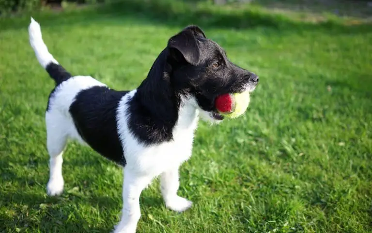 Patterdale Terrier Cross Dogs - The most Popular Patterdale Cross Breeds