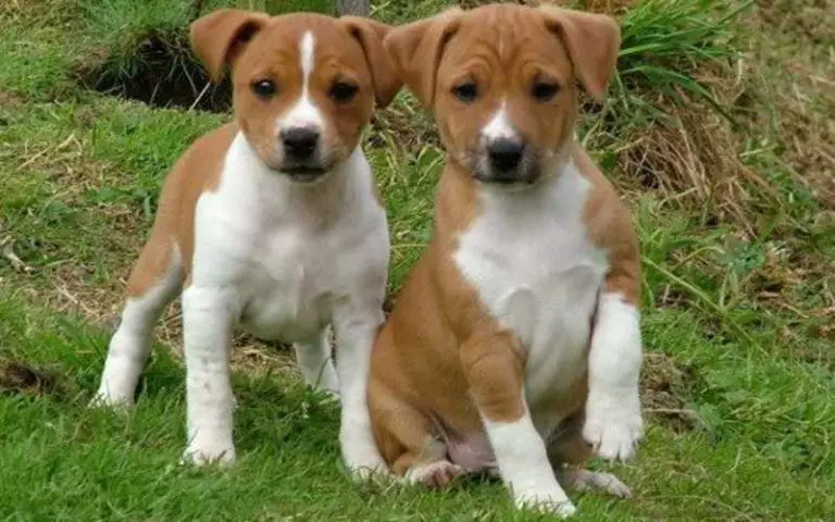 Introducing the Plummer Terrier - Patterdale Terriers